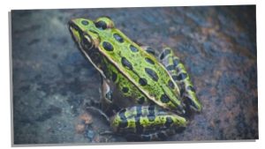 Spirit Animals - What Are They, And What Is Yours? (Guide)