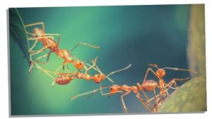 Spirit Animals - What Are They, And What Is Yours? (Guide)