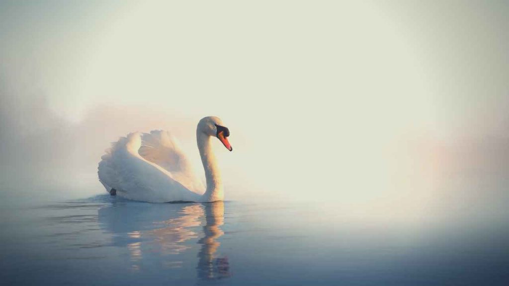 Amazing Secrets Of The Swan Spirit Animal Revealed - Subconscious Servant