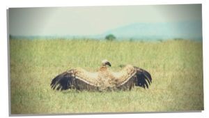 Amazing Secrets Of The Vulture Spirit Animal Revealed – Symbolic ...