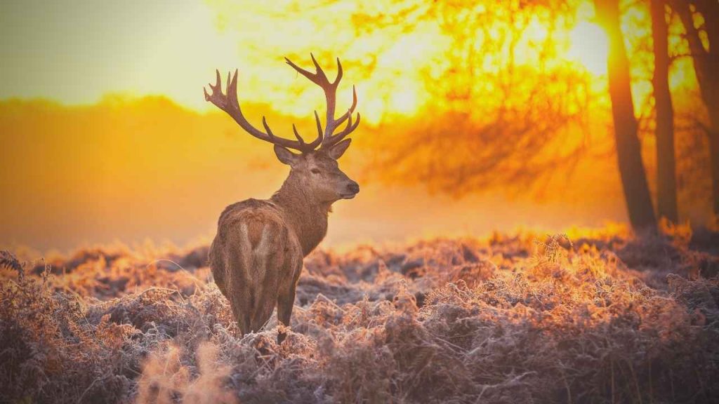 Astonishing Secrets Of The Elk Spirit Animal Revealed - Subconscious ...