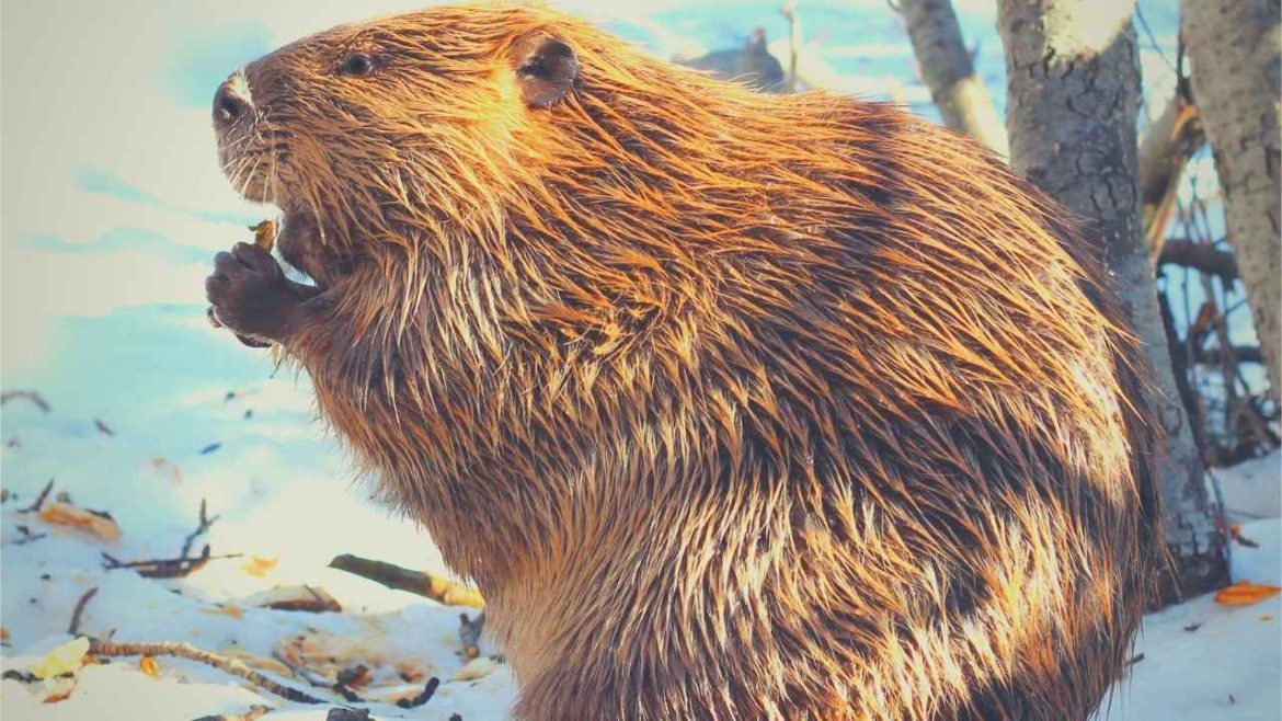 Beaver Spirit Animal Secrets Revealed – Is This Your Spirit Animal ...