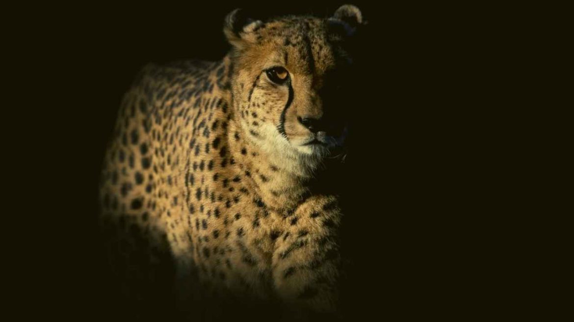 The Amazing Cheetah Spiritual Animal – Totem, Symbolism And More ...