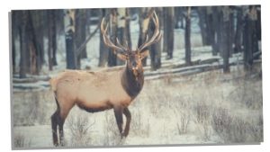 Astonishing Secrets Of The Elk Spirit Animal Revealed - Subconscious ...