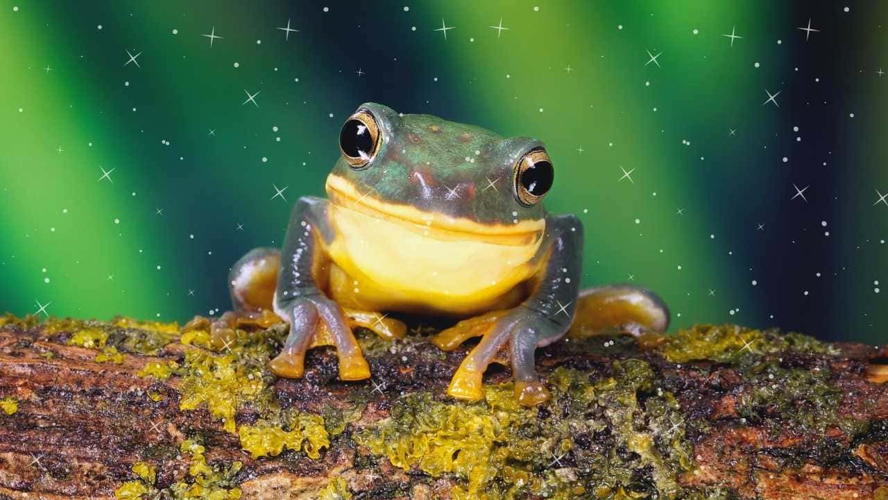 7 Surprising Frog Spiritual Meanings Dreams Omens More 