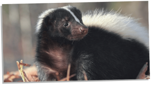 5 BIG Skunk Spiritual Meanings (Dreams, Symbolism + More ...