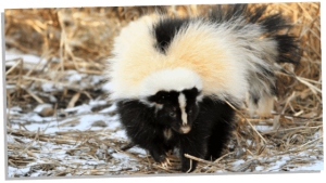 5 BIG Skunk Spiritual Meanings (Dreams, Symbolism + More ...