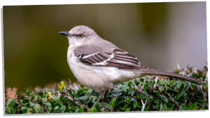 Mockingbird: The Amazing Symbolism & Meanings (Full Guide ...
