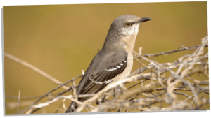 Mockingbird: The Amazing Symbolism & Meanings (Full Guide ...