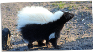 5 BIG Skunk Spiritual Meanings (Dreams, Symbolism + More ...