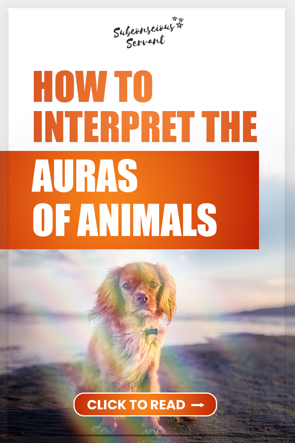 Do Animals Have Auras Everything You Need To Know Do Animals Have Auras Everything You Need To Know
