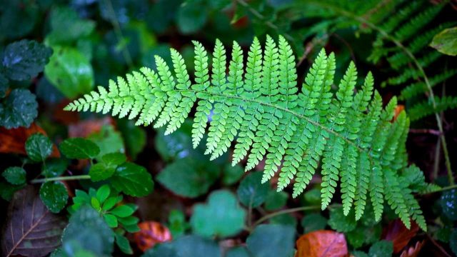 The Amazing Symbolism of Ferns – A Guide to Their Meaning ...