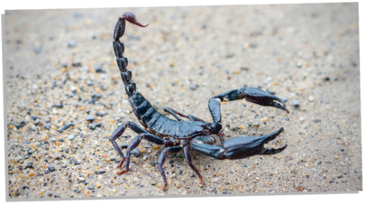 7 Mysteries & Meanings of Scorpion Symbolism Explored - Subconscious ...