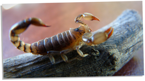 7 Mysteries & Meanings of Scorpion Symbolism Explored - Subconscious ...