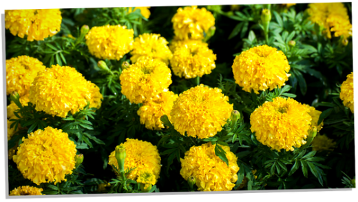 A Deep Dive Into the Symbolism of Marigolds: 10 Meanings - Subconscious ...