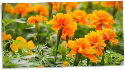 A Deep Dive Into the Symbolism of Marigolds: 10 Meanings - Subconscious ...