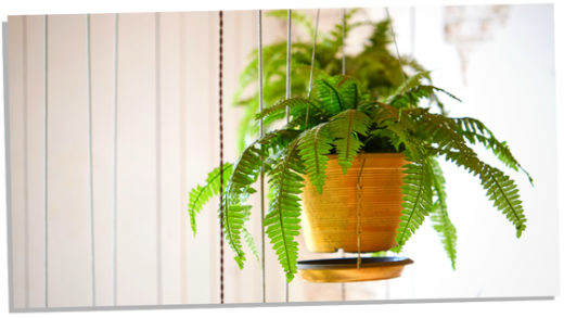The Amazing Symbolism of Ferns – A Guide to Their Meaning