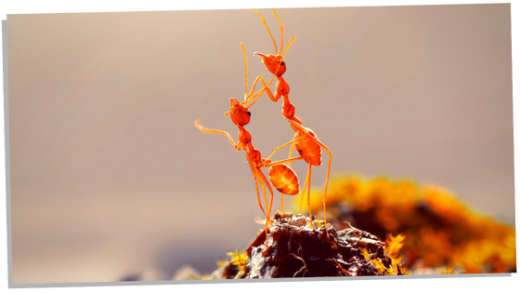 Tiny But Strong: The Symbolic Meanings Of Ants Explored - Subconscious ...