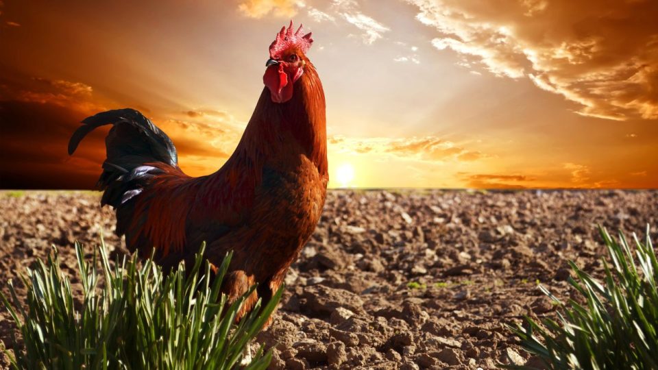 A Wake-Up Call? The Rooster Spiritual Meanings Explored - Subconscious ...