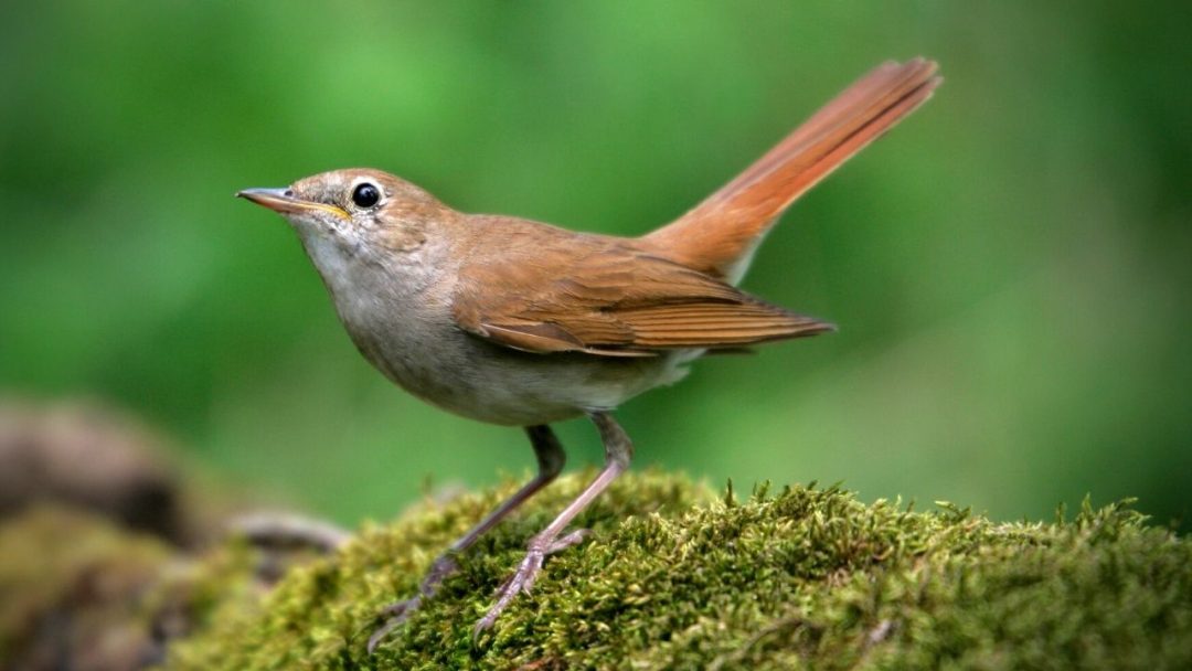 Nightingale Symbolism: 8 Fascinating Meanings Explored - Subconscious ...