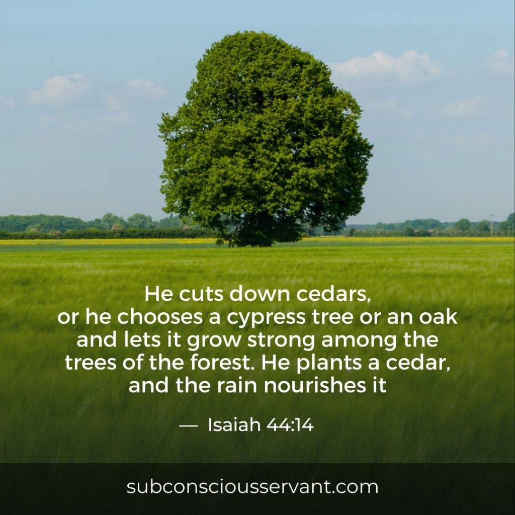 60+ Deep And Meaningful Oak Tree Quotes - Subconscious Servant
