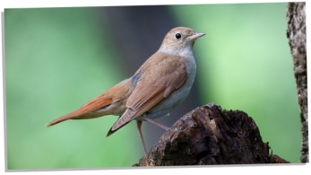 Nightingale Symbolism: 8 Fascinating Meanings Explored - Subconscious ...