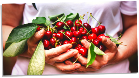 The Mysterious Symbolism of Cherries – An Interesting Guide ...